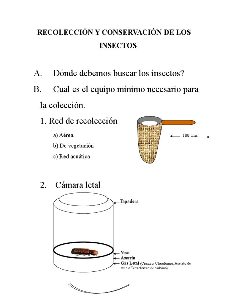 Recolección y Conservación de Los Insectos | PDF | Naturaleza ...