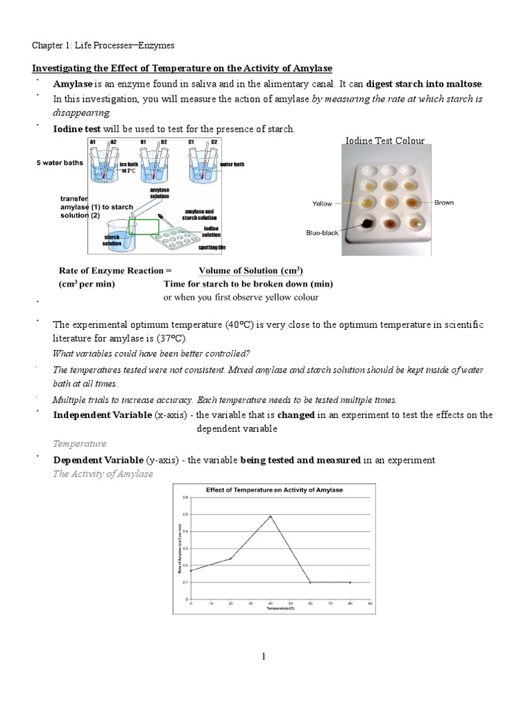 Enzyme Activity Experiments | PDF | Catalase | Starch