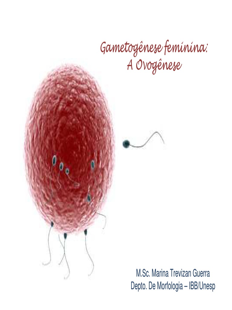 Ovogenese | PDF | Meiose | Reprodução