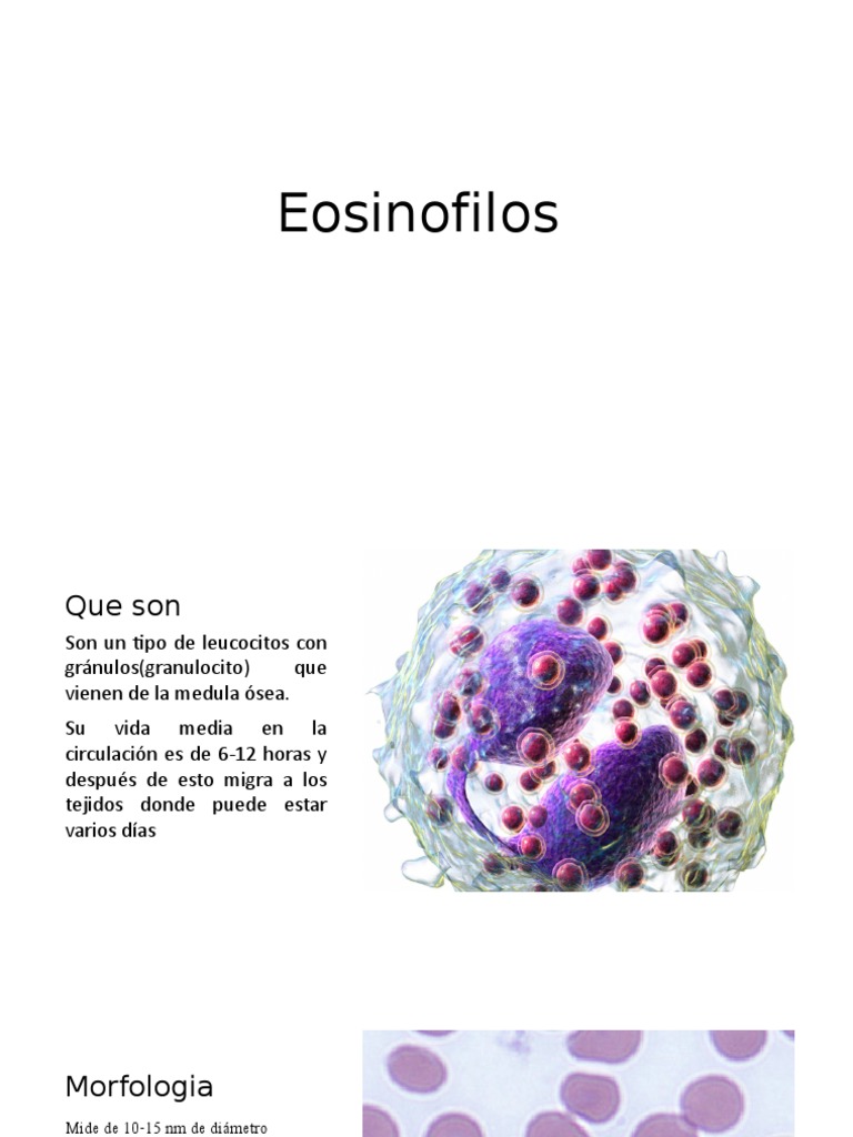 Características y funciones de los eosinófilos | PDF | Sistema inmune ...