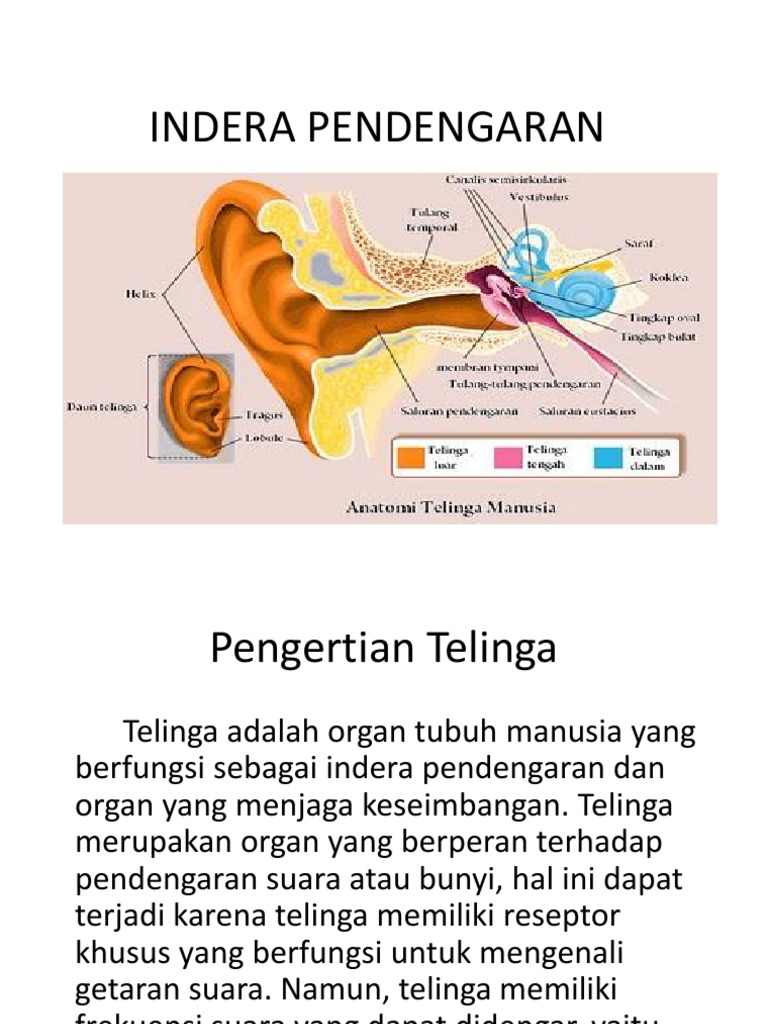 Indera Pendengaran | PDF