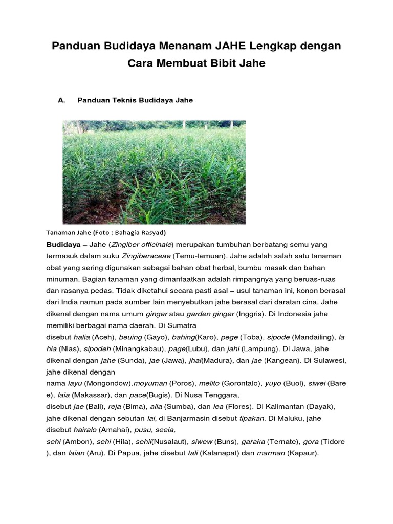 Panduan Budidaya Menanam JAHE Lengkap Dengan Cara Membuat Bibit Jahe | PDF