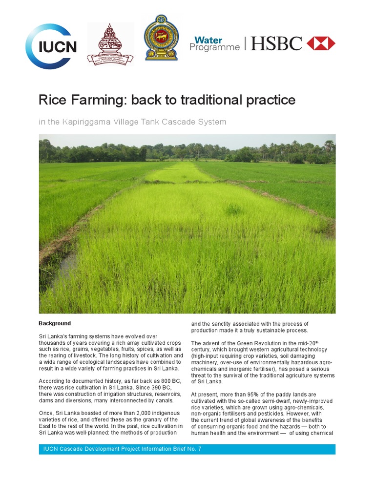 Rice Farming-Back To Traditional Practice | PDF | Rice | Manure