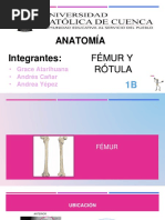 Tróclea: definición y ubicación anatómica | PDF | Rodilla | Codo