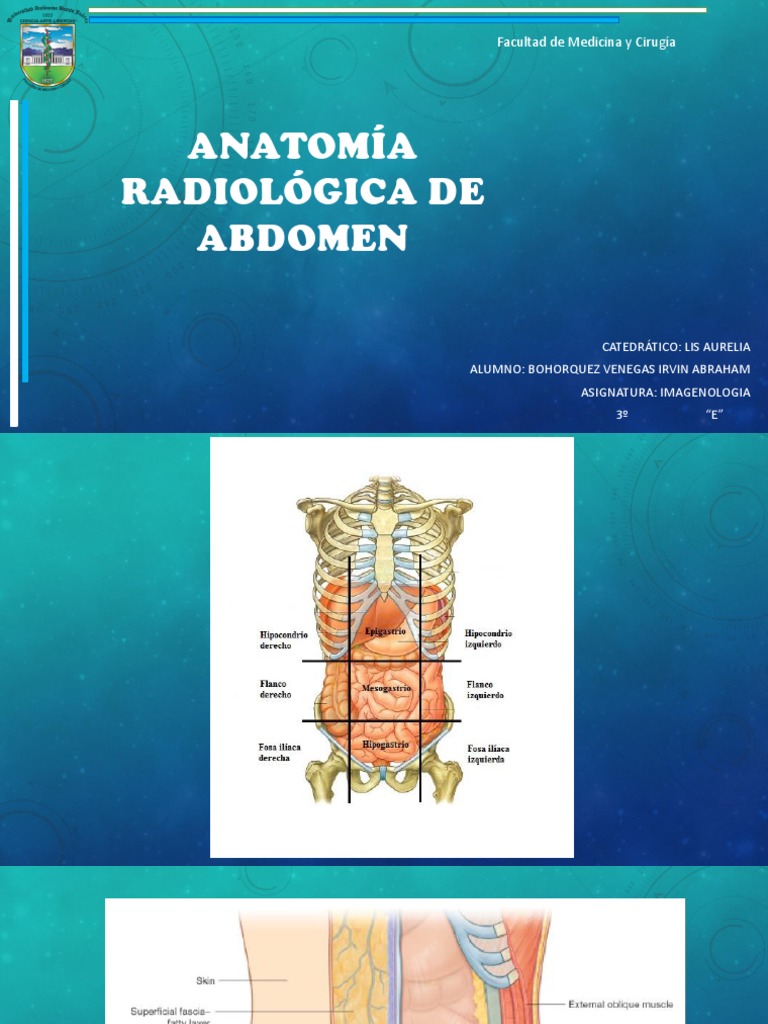 Anatomia Radiologica de Abdomen Exposicion Completa | PDF | Abdomen ...