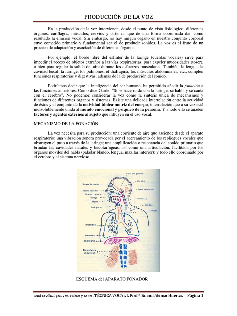 3. Cómo Se Produce La Voz. Esquema | Anatomía humana | Anatomía