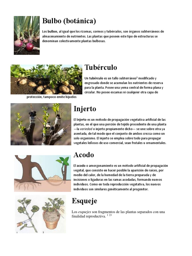 Reproducción y tipos de bulbos en botánica | PDF | Injerto | Tallo de ...