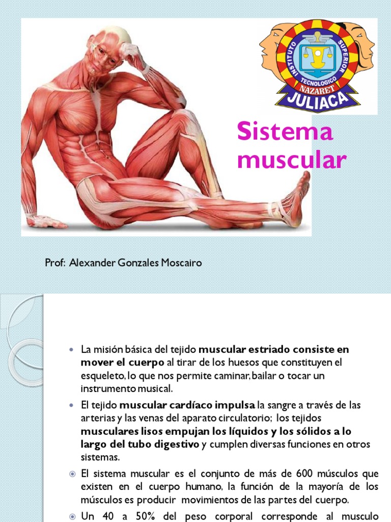 Sist. Muscular | PDF | Lever | Muscle
