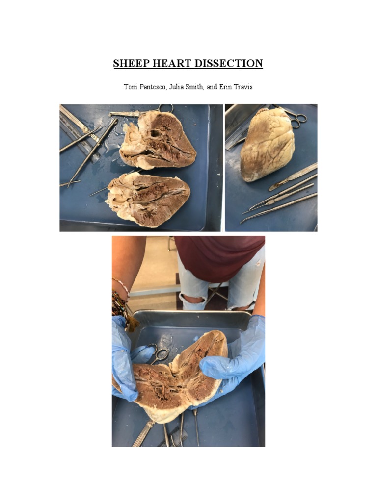 Sheep Heart Dissection | PDF | Heart Valve | Heart