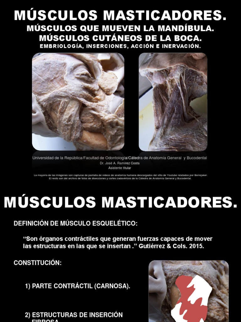 Músculos Masticadores. Músculos Que Mueven La Mandíbula y Fijan El ...