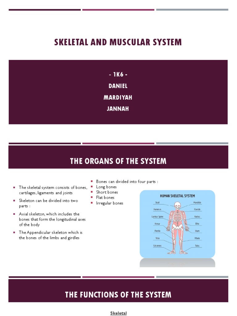 Skeletal and Muscular System | PDF | Skeleton | Arthritis