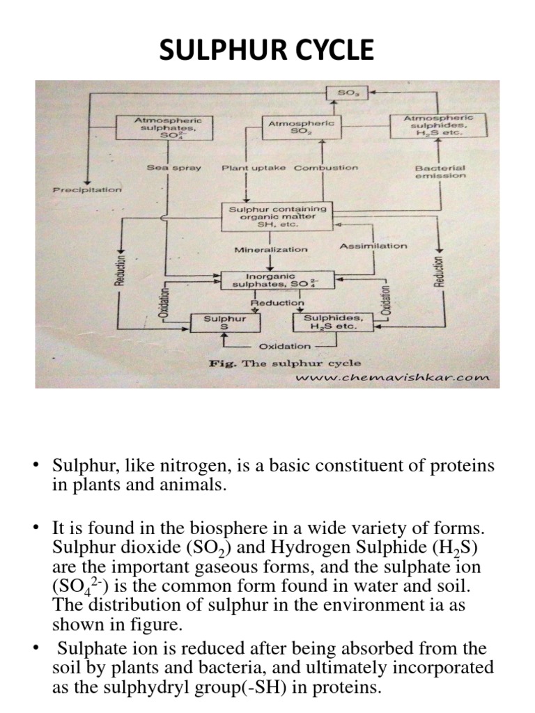The Global Sulphur Cycle: Transformation and Transport of Sulphur ...