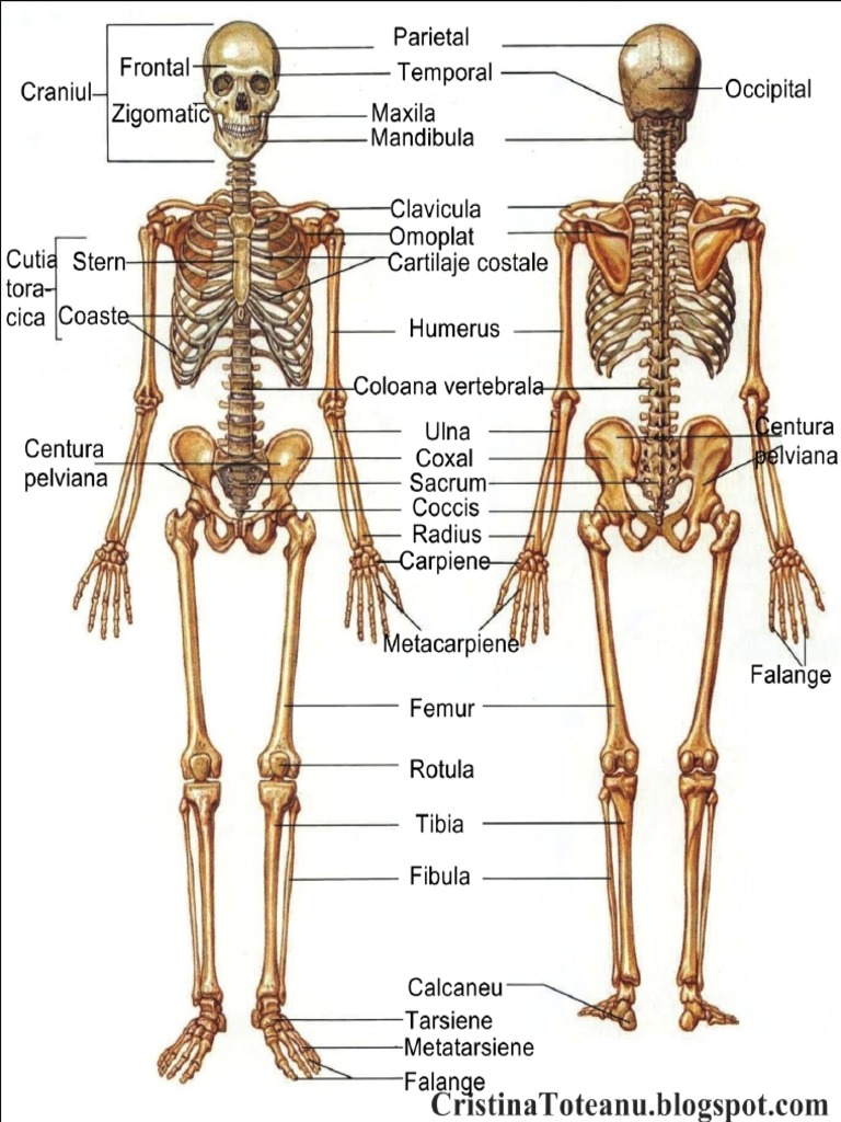 Anatomia Corpului Uman | PDF