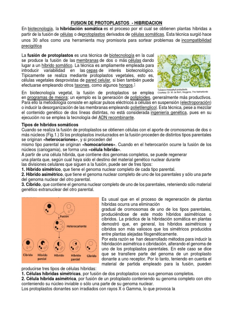 Fusion de Protoplastos Final Completo | PDF | Biología Celular ...