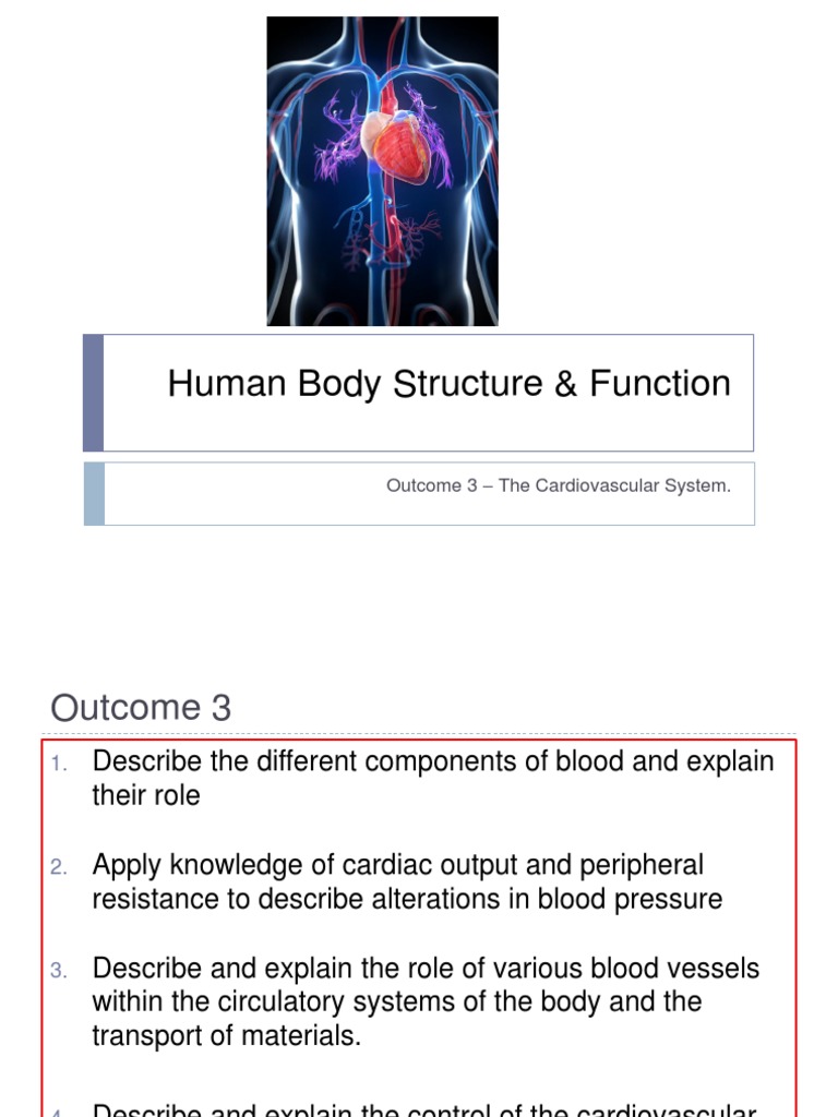 Human Body Revision Notes | Download Free PDF | Heart Valve | Vein