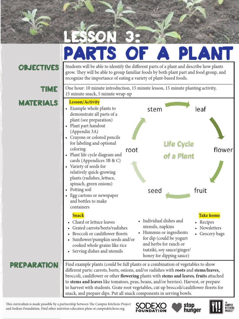 Understanding Plant Parts and Growth | PDF | Plants | Seed