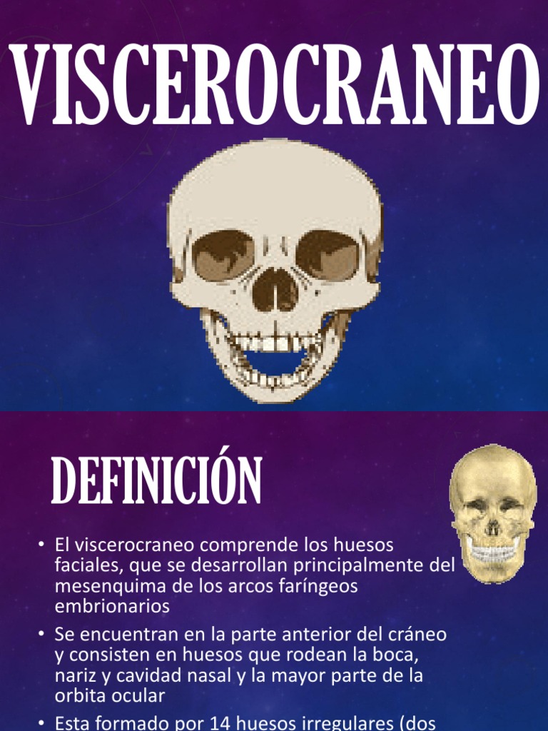 Viscerocraneo | PDF | Anatomía de los primates | Cabeza y cuello humanos