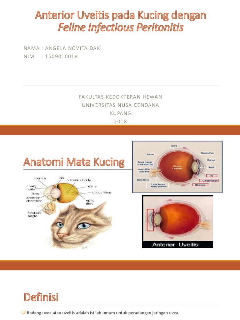 Anterior Uveitis Pada Kucing Dengan Feline Infectious Peritonitis | PDF