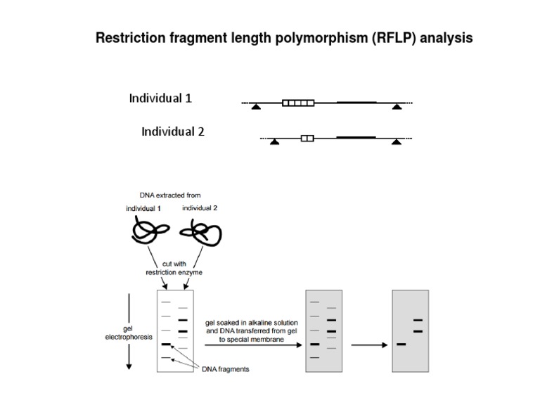 Biology RFLP Analysis | PDF