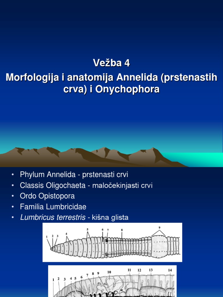 04 - Annelida I Onychophora | PDF