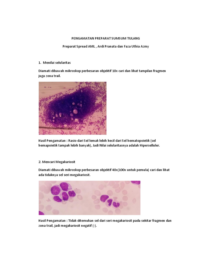 Pengamatan Preparat Sumsum Tulang | PDF