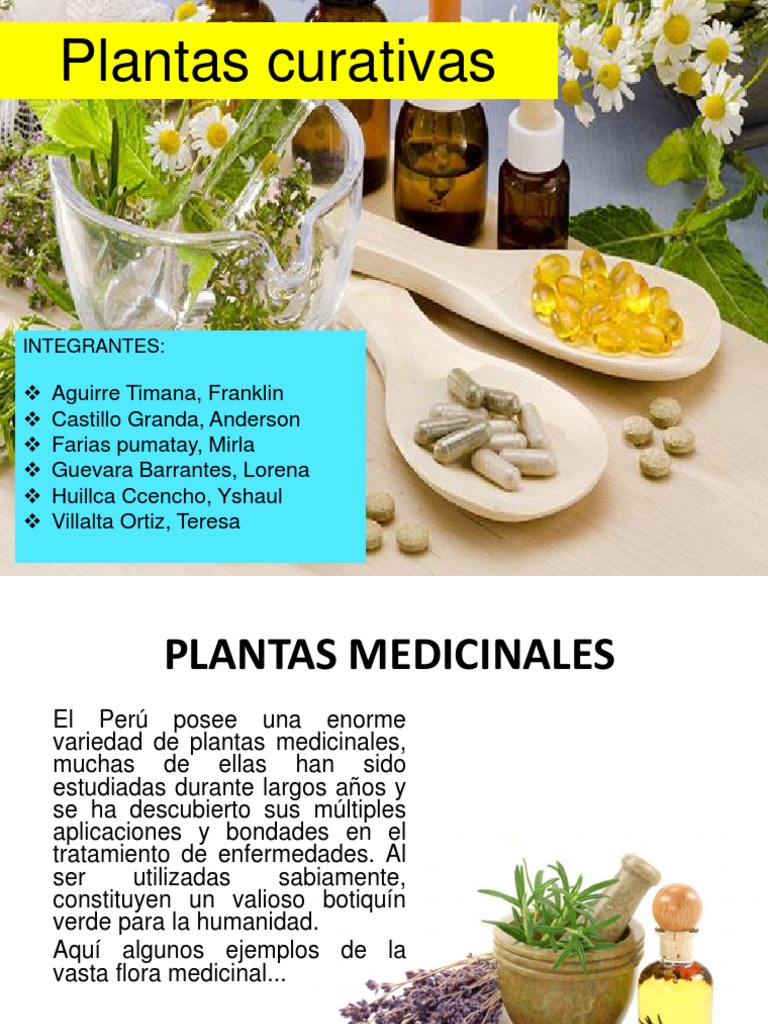 Plantas Medicinales y Sus Beneficios | PDF | Botánica | Horticultura y ...