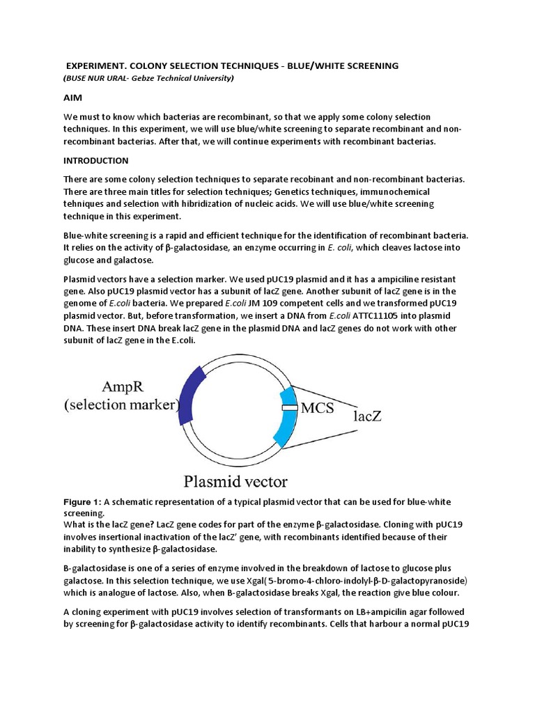 Blue-White Screening for Recombinant Bacteria | PDF | Molecular ...