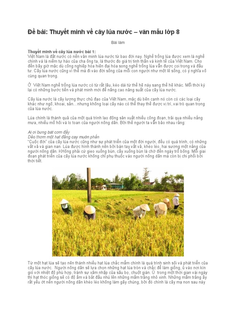 Thuyết minh về cây lúa: Vai trò và giá trị văn hóa, kinh tế