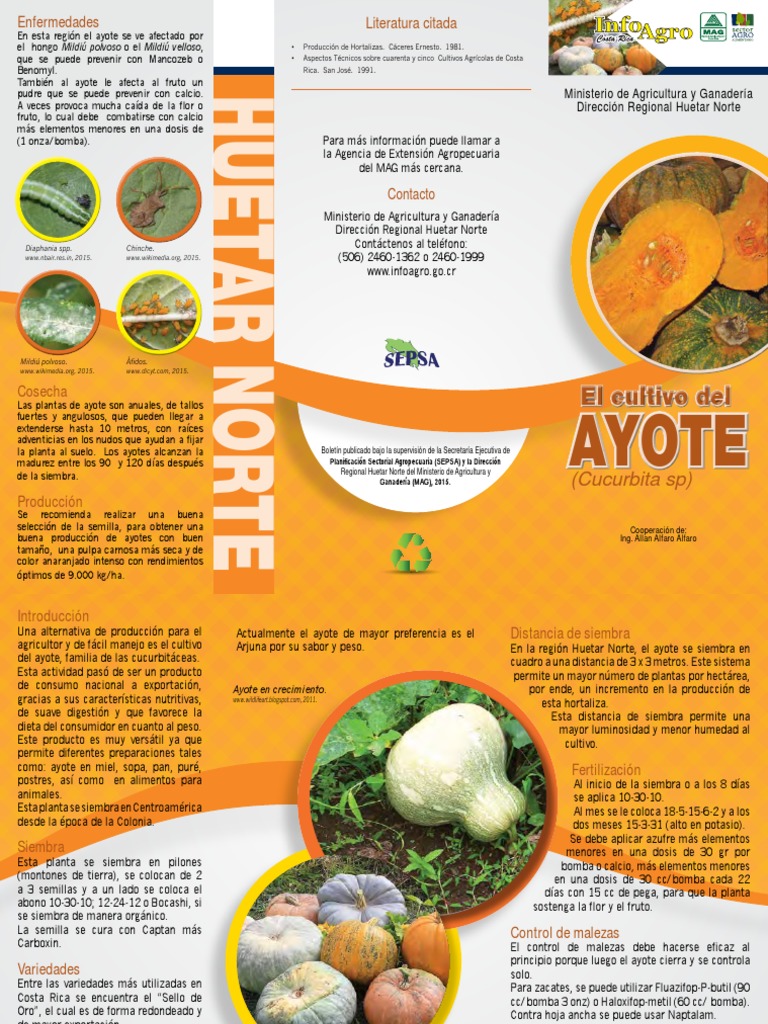 El Cultivo Del Ayote | Siembra | Agricultura