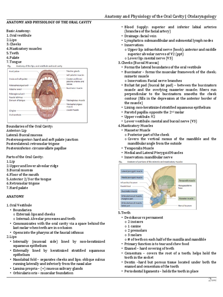 ENT - Anatomy and Physiology of The Oral Cavity | PDF | Tongue | Animal ...