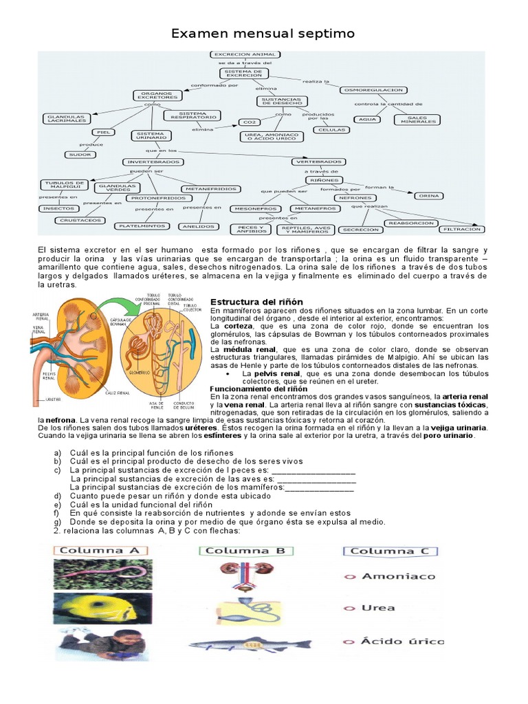 examen sistema excretor.docx | Riñón | Sistema urinario