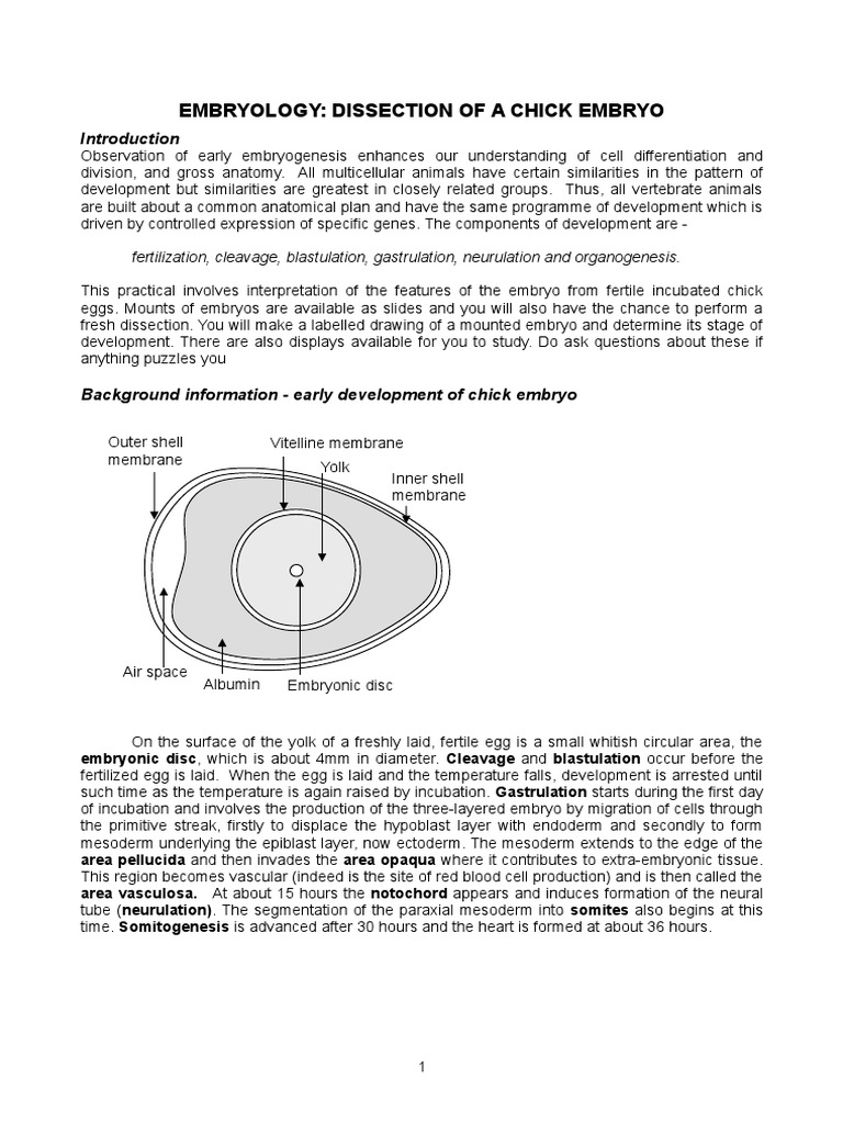 Egg Dissection Summer Course | PDF | Developmental Biology | Anatomy
