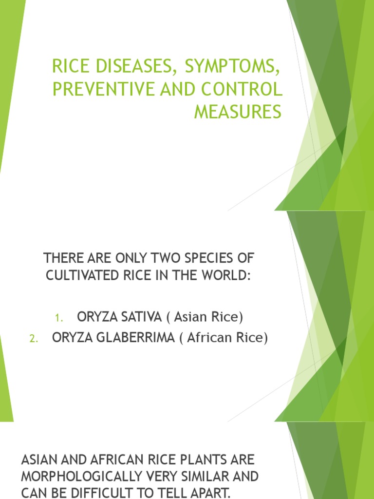 Rice Diseases, Symptoms, Preventive and Control Measures | PDF | Rice ...