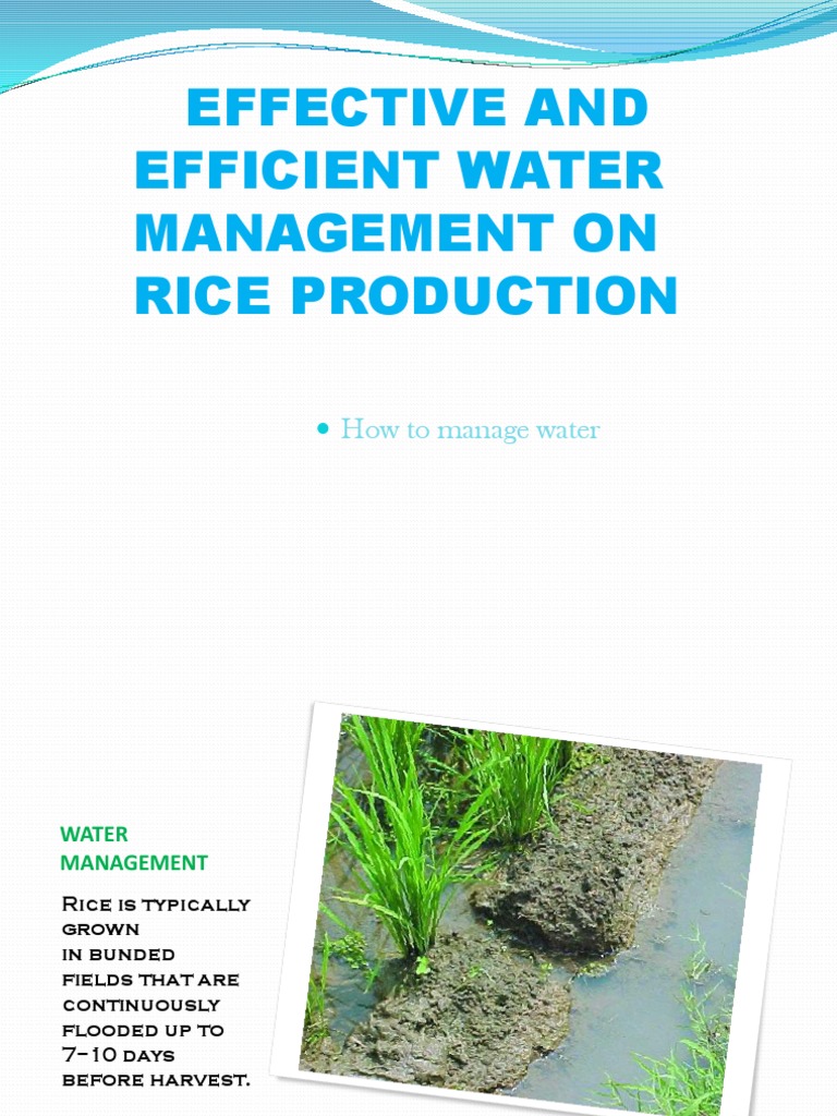 EFFECTIVE AND EFFICIENT WATER MANAGEMENT ON RICE PRODUCTION.pptx | Rice ...
