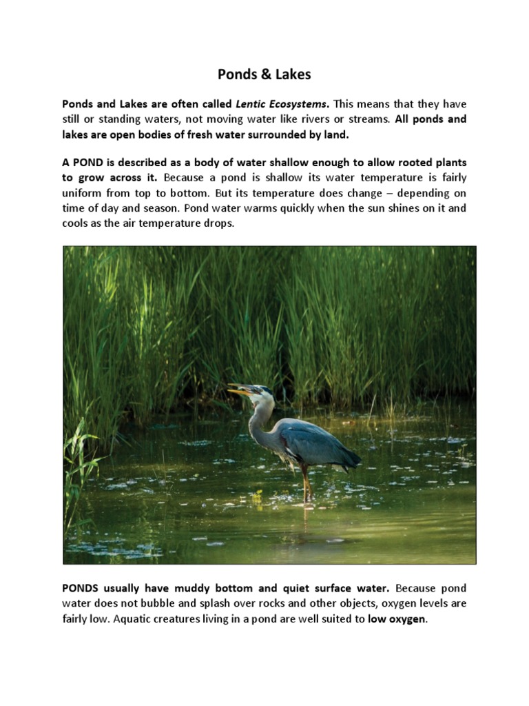 Ponds Lakes | PDF | Pond | Lake