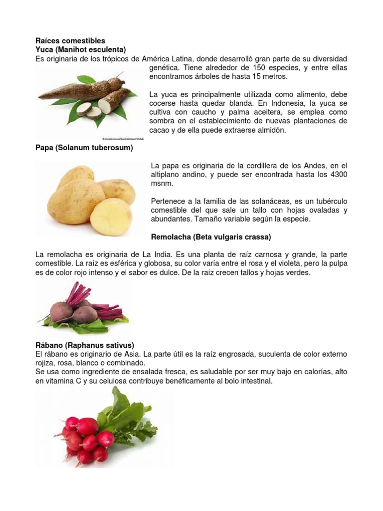 Raíces comestibles: yuca, papa, remolacha, rábano, cebolla, zanahoria y ...