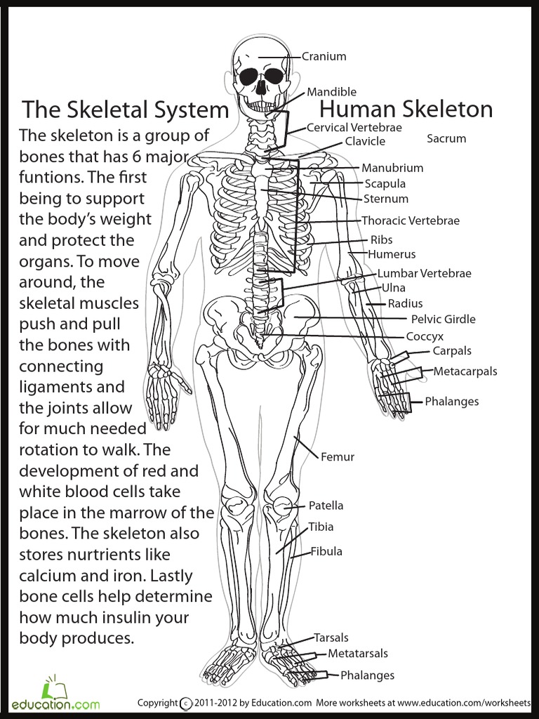 Human Skeletal System | PDF