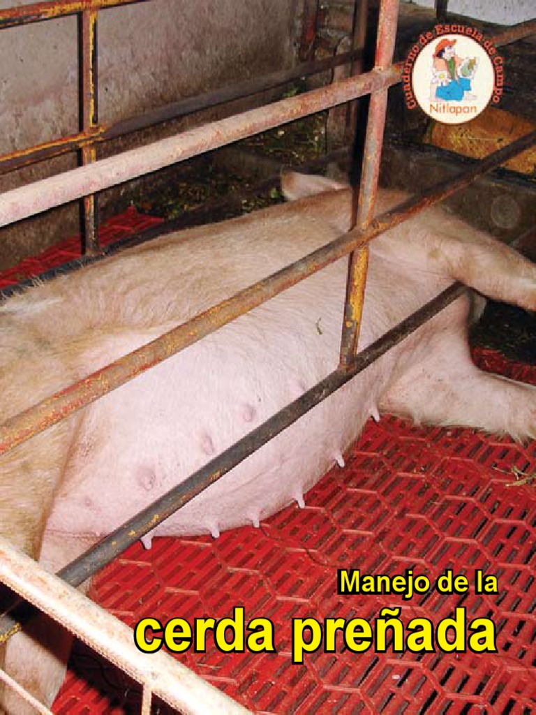Manejo de la Cerda Preñada | PDF | Cerdo doméstico | Parto