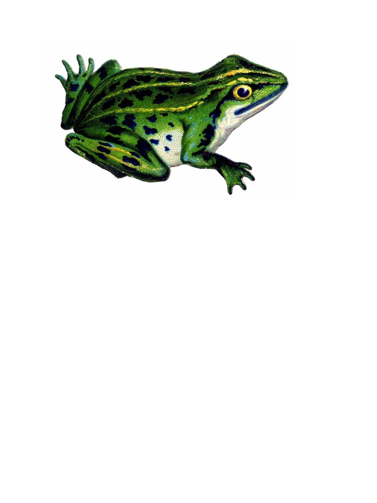 Green Frog | PDF