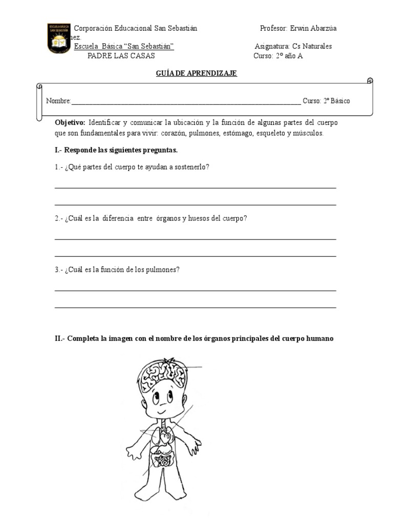 Guía Partes Del Cuerpo 2 A | PDF | Pulmón | Estómago