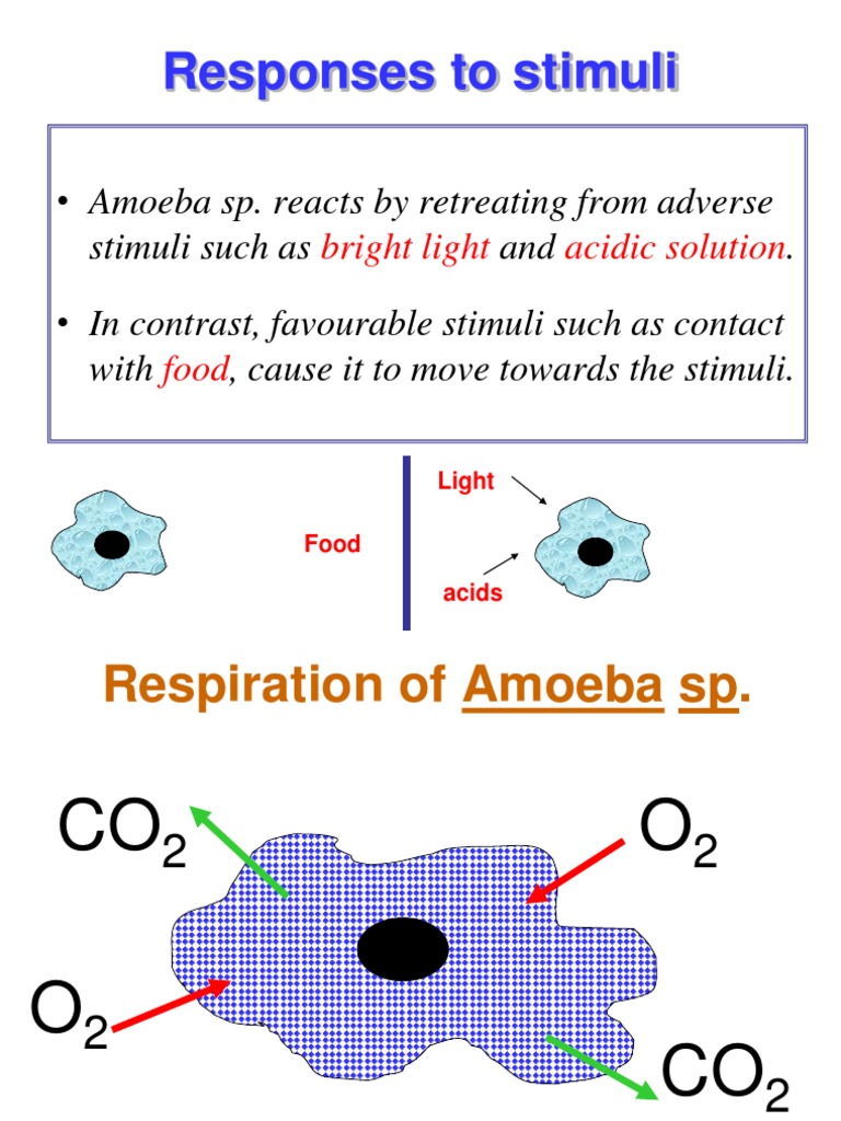 Responses To Stimuli of Amoeba | PDF | Tissue (Biology) | Muscle