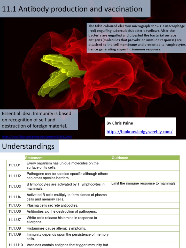 Understanding Immunity and Antibody Production | PDF | Immune System ...