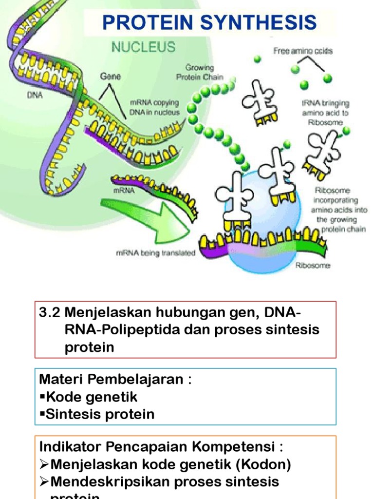Sintesis Protein | PDF