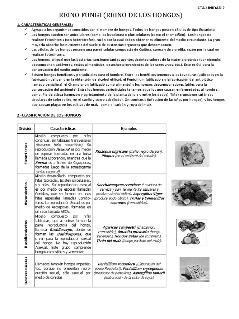 Reino Fungi | PDF | Fungus | Biology