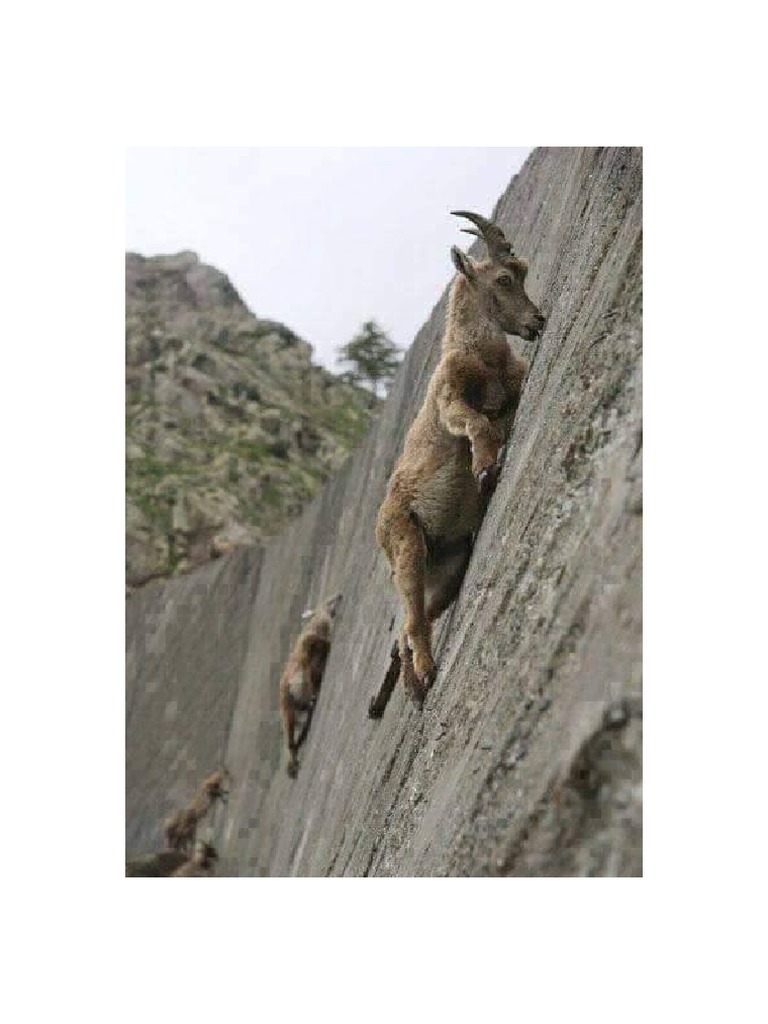 Death-Defying Mountain Goats Are Seen Climbing the Steep Dam Wall in ...