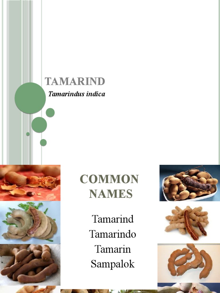 Tamarind: Tamarindus Indica | PDF | Food Ingredients | Food And Drink