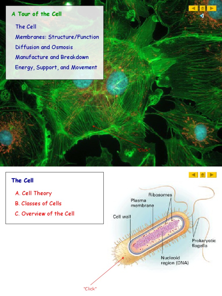 Cell Membrane and Osmosis Overview | PDF | Cell Membrane | Cell (Biology)