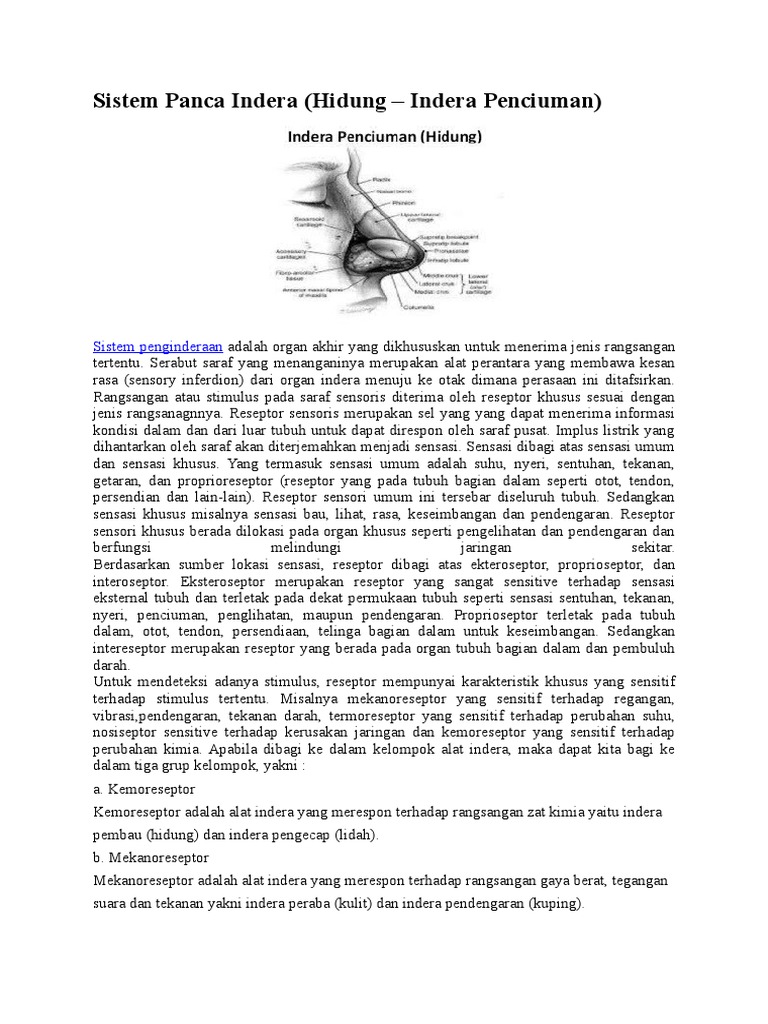 Anatomi Fisiologi Penciuman | PDF