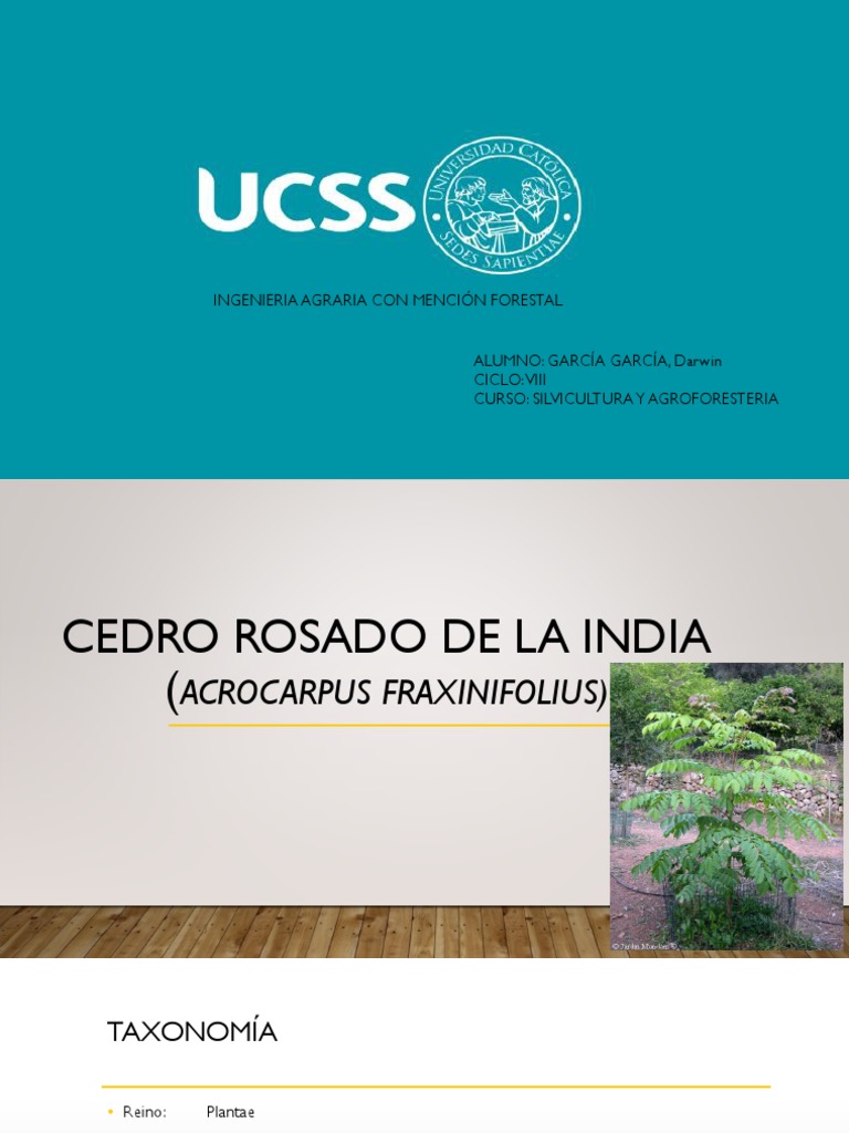 Crecimiento y manejo del cedro rosado de la India (Acrocarpus ...