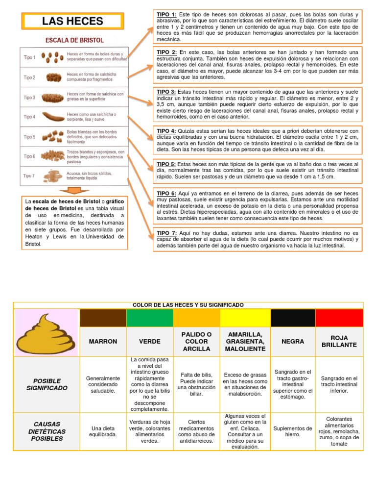 Colores de heces y su significado | PDF | Heces | Diarrea